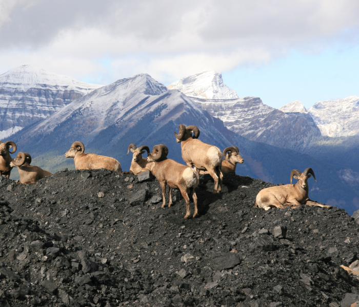 Urban Wildlife | District of Elkford